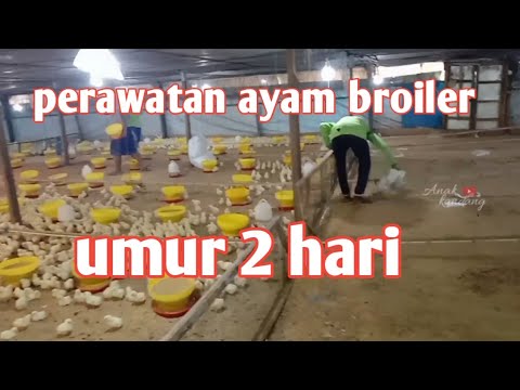 perawatan ayam broiler umur 2 hari || pelebaran sekat broding tahap ...