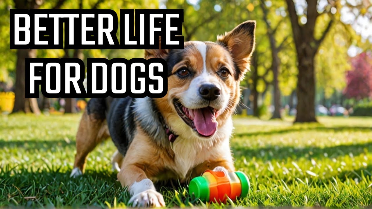 ⭐Simple Changes That Will Make Your Dog's Life 10x Better! - YouTube