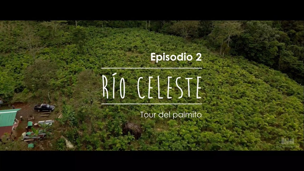 Tour del palmito | Viviendo Costa Rica | Episodio 2 - YouTube