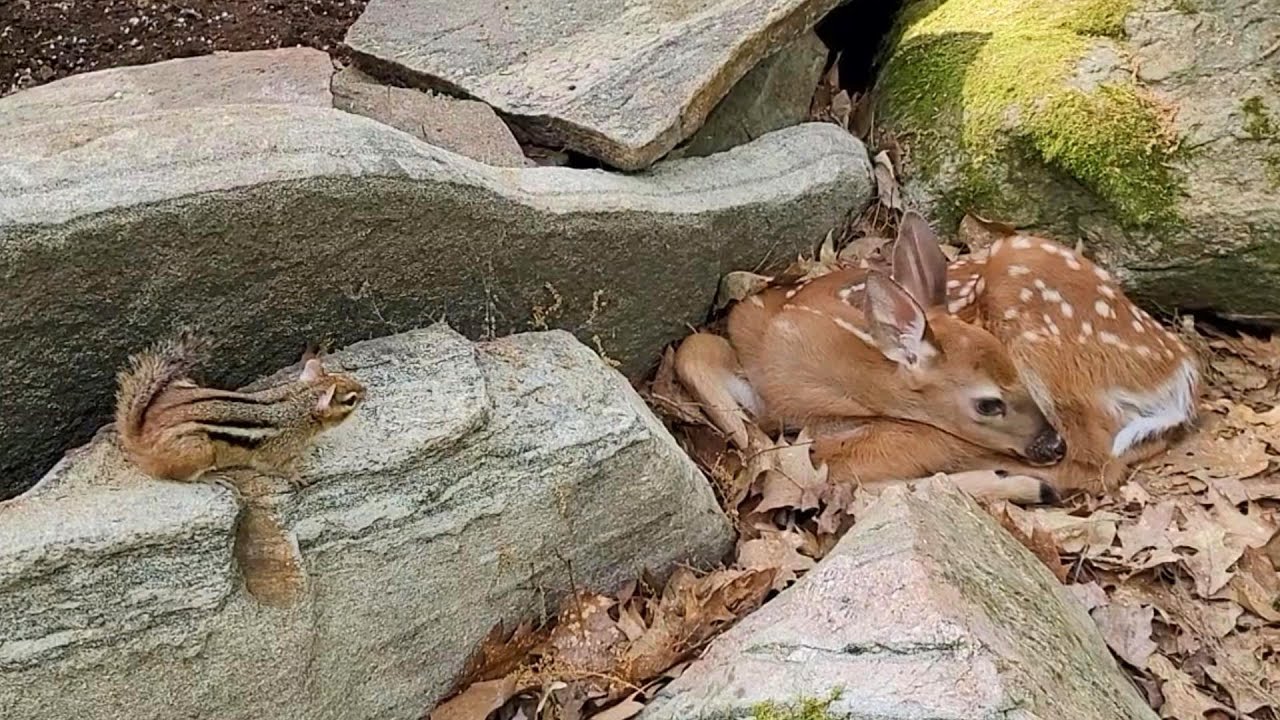 엄마 없이 혼자 있는 아기 사슴을 만난 다람쥐 Baby Deer Alone Without Mother Meets Chipmunk ...