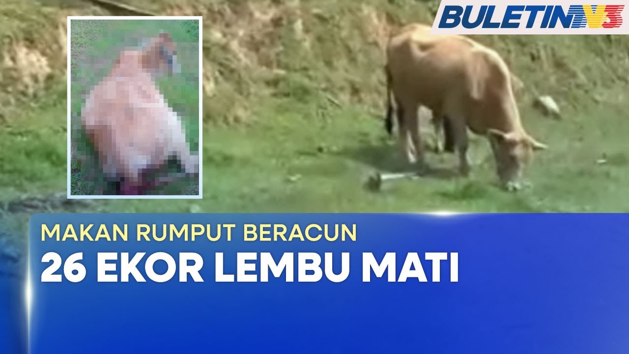 MAKAN RUMPUT BERACUN | Tiga Penternak Berputih Mata, 26 Lembu Mati ...