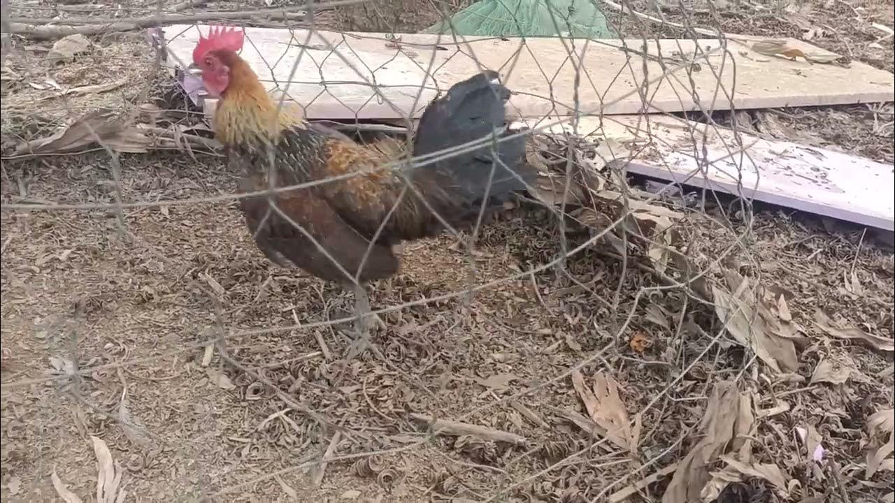 Gà rừng mã mái tơ / Lau qaib poj zoo nkauj 04/06/2023 - YouTube