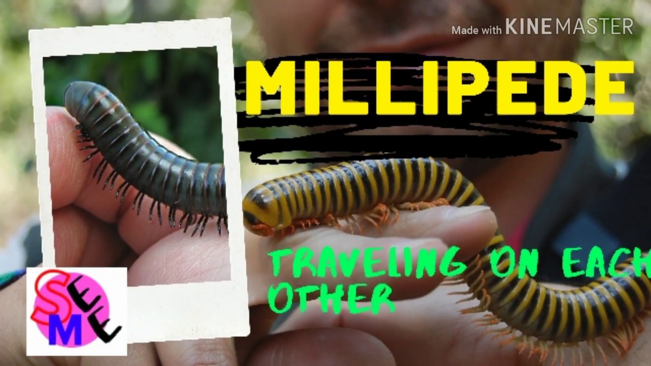Millipede traveling on each other... - YouTube