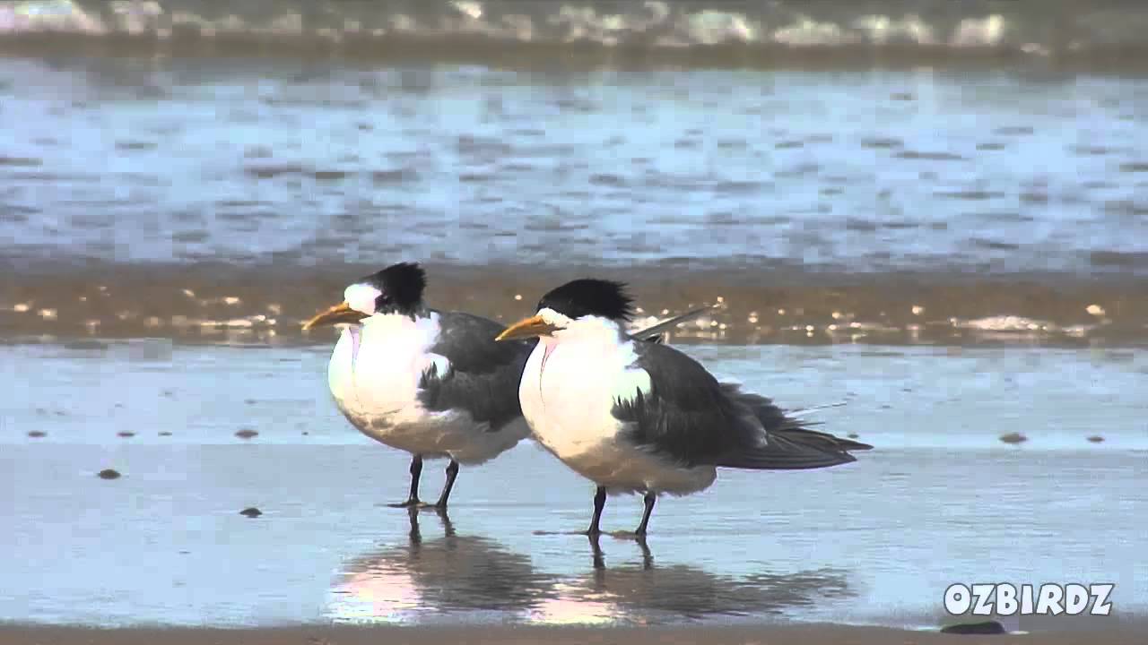 Crested Terns - Solitary Island Lighthouse - YouTube
