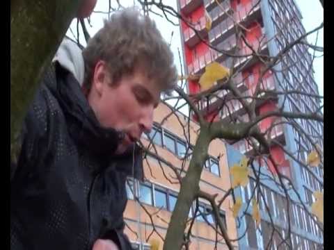 Disko Boom