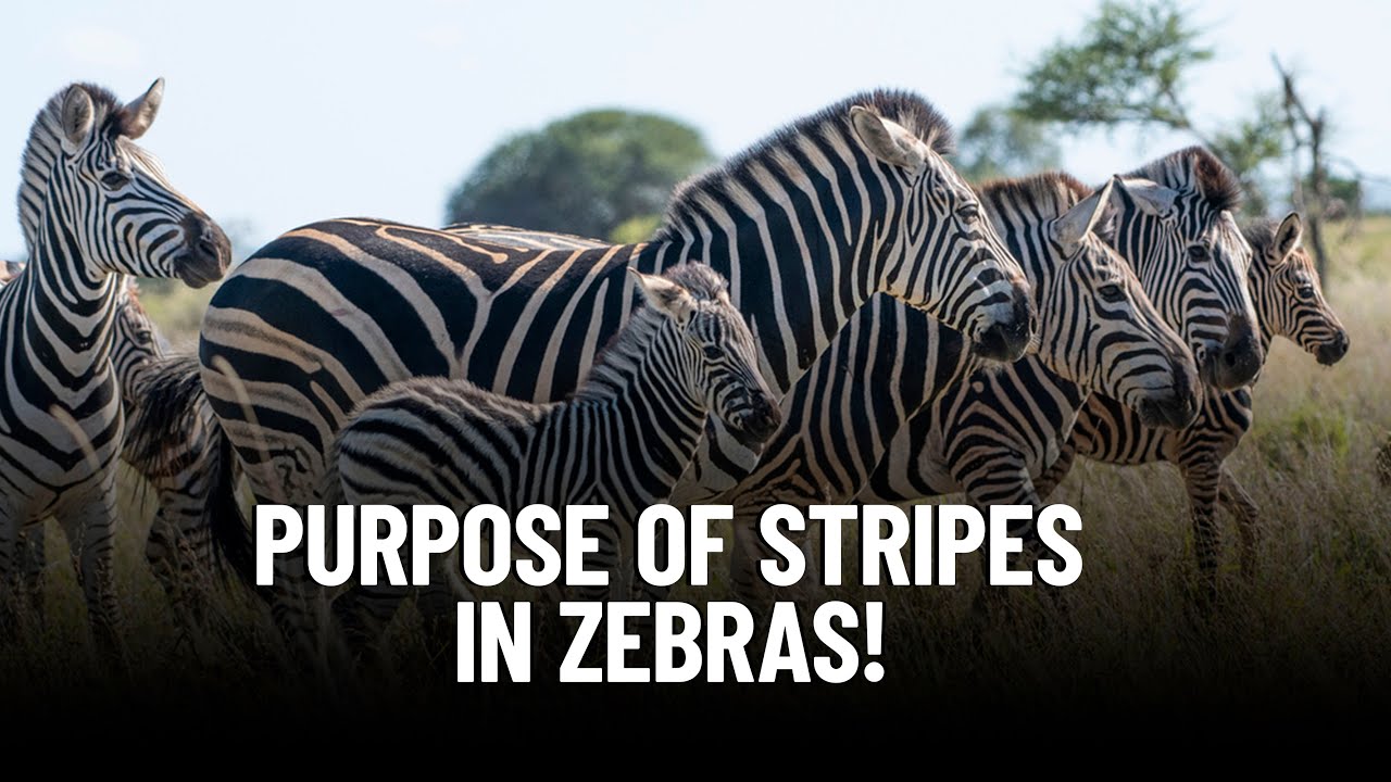 The Surprising Reason Why Zebras Have Stripes! - YouTube