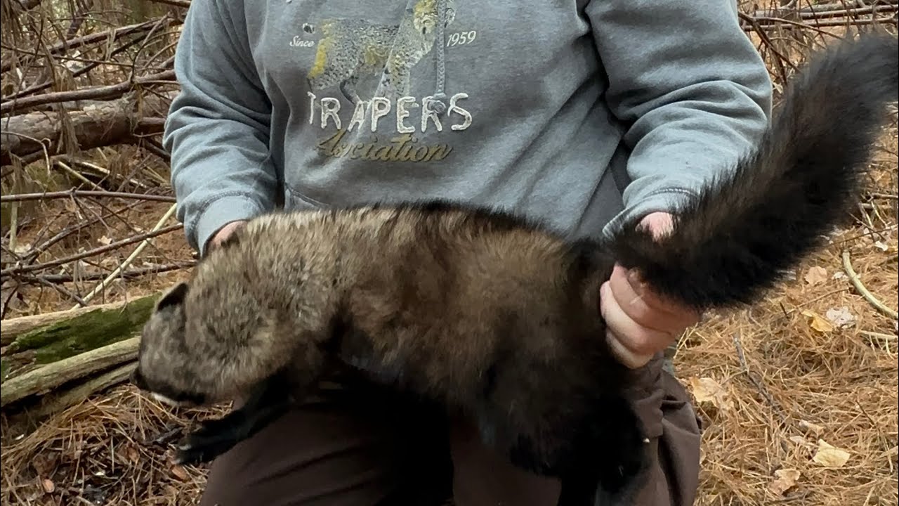 Fisher trapping in 5x5 cubbies - YouTube