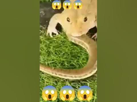 FROG SWALLOW THE SNAKE # frog #shorts - YouTube