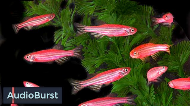 GloFish CEO Alan Blake Outlines Their 'Really Incredible Growth' - YouTube