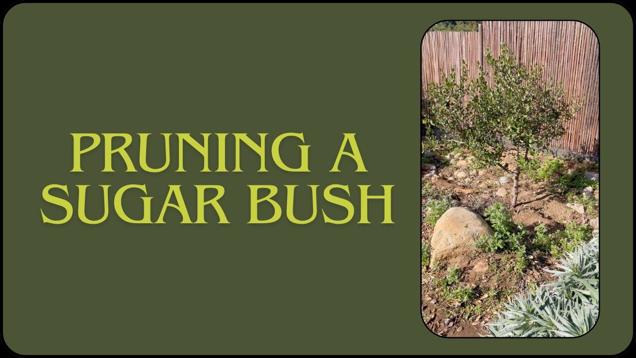 How to prune a Sugar Bush || California Native - YouTube