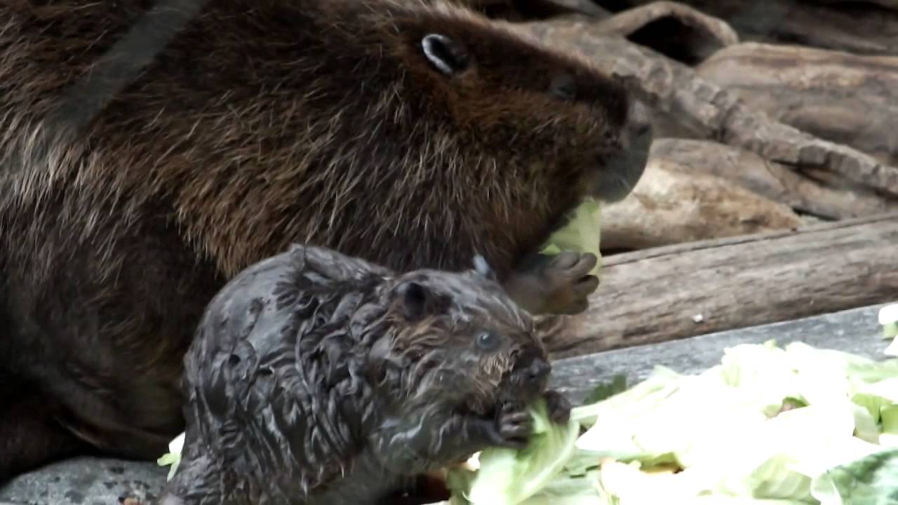 Baby American beaver and mom.2 months old.アメリカビーバー親子。 - YouTube