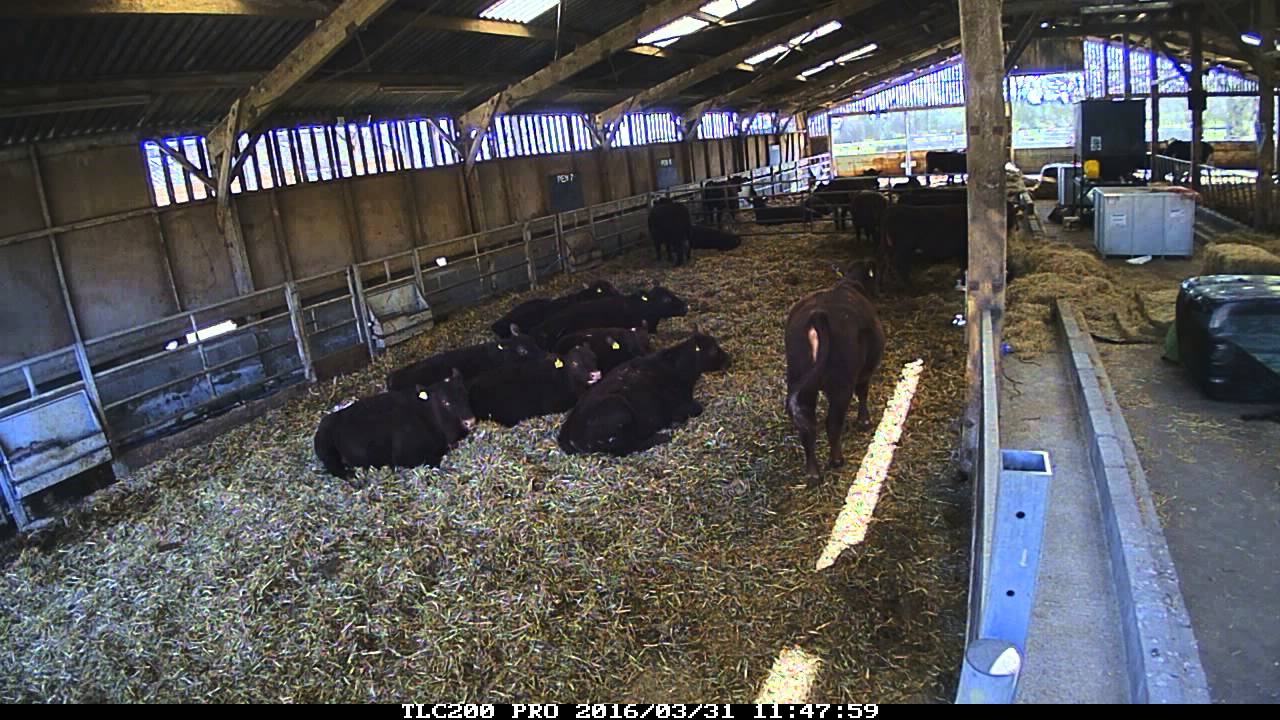 time lapse cattle - YouTube