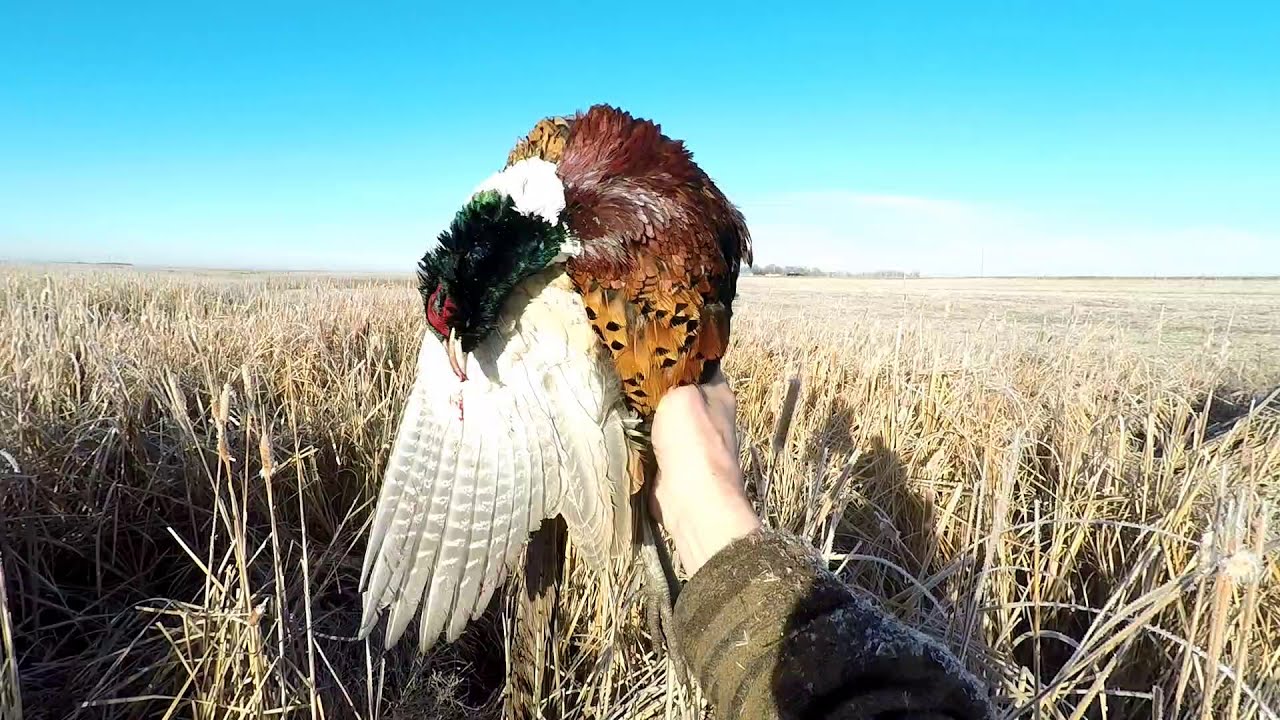 Hen up, pointed rooster sitting tight. 20 ga auto..... - YouTube