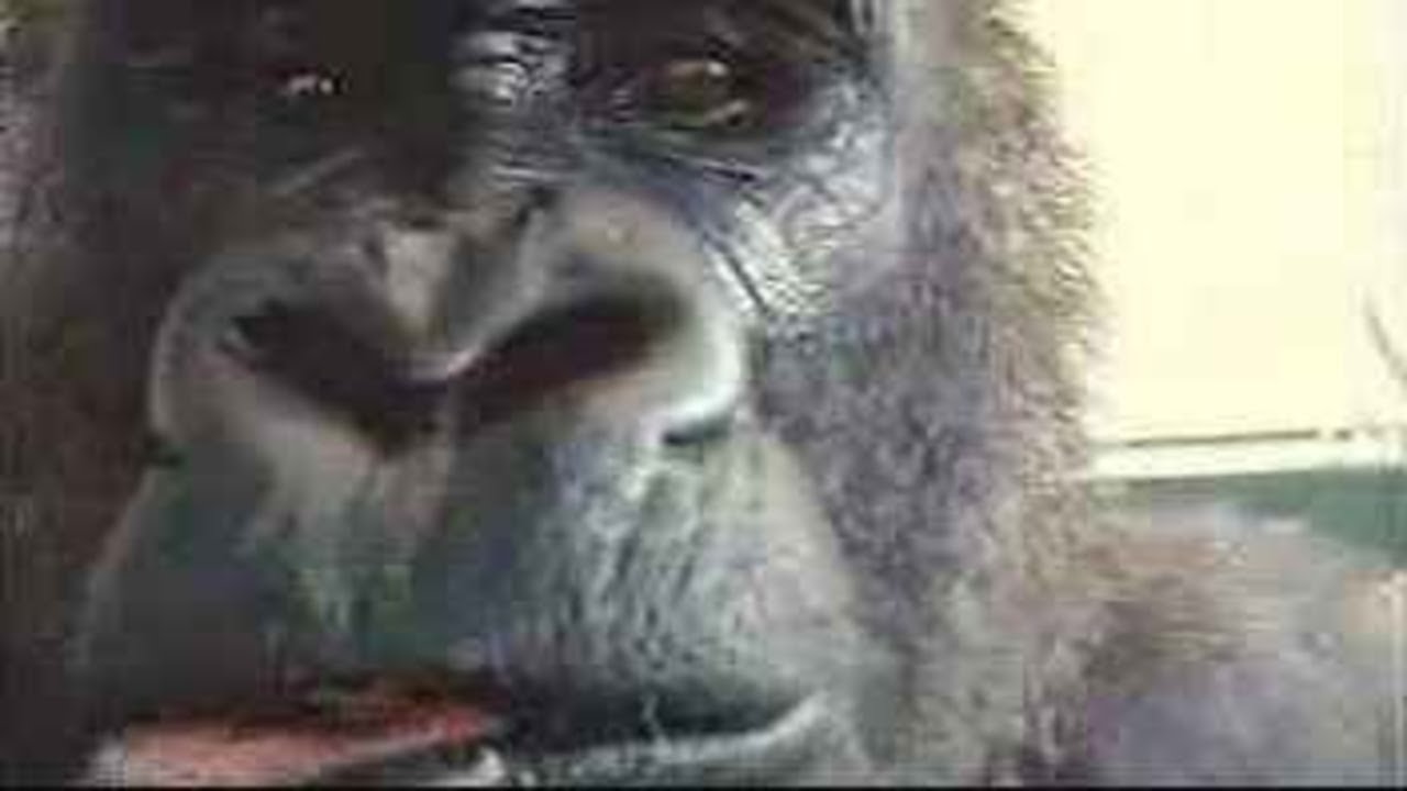 Top 5 monke - YouTube