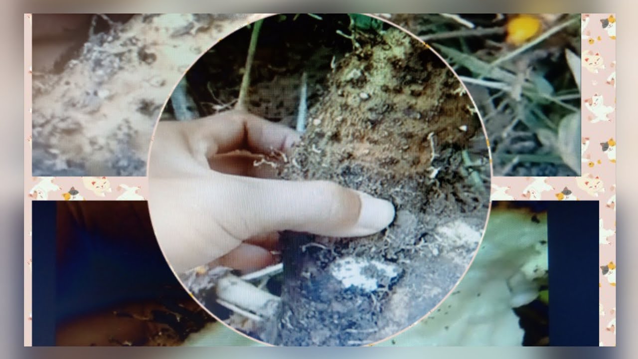 Forest Potato - YouTube