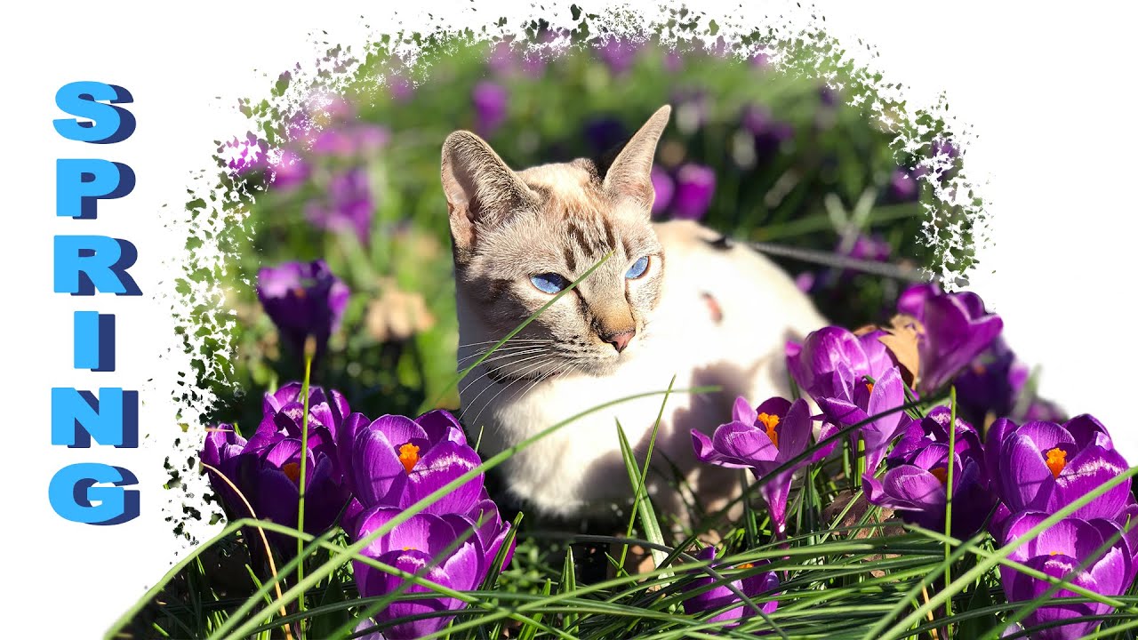 🌀Spring walk of Mia. Cat discovers the world outside the house | Thai ...