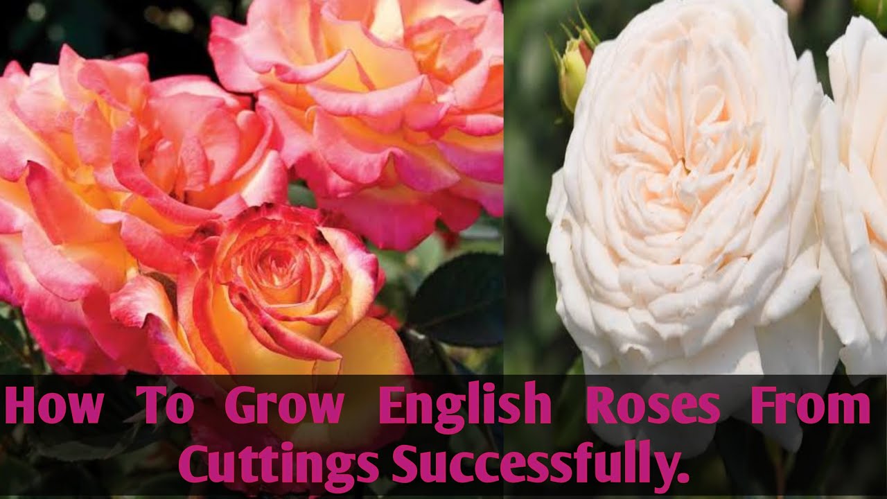 How to grow English Roses from Cuttings easily & successfully. - YouTube