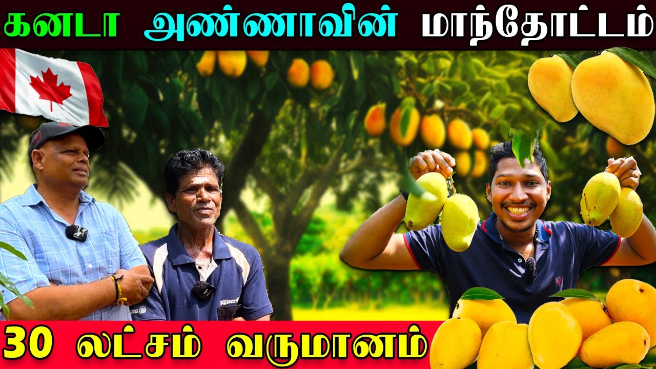 🇨🇦கனடா அண்ணாவின் பிரமாண்ட மாந்தோட்டம் 🥭| தேன் போல இருக்கு 😋| Mango ...