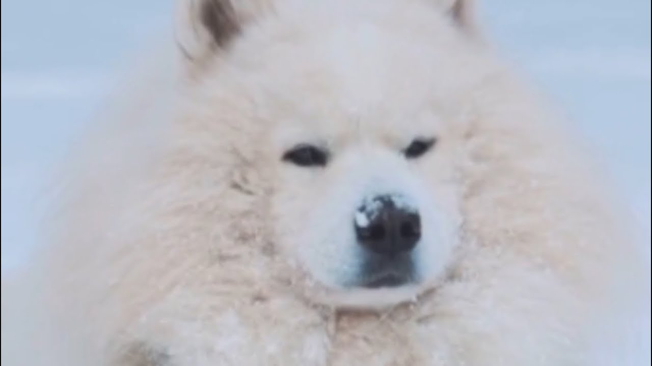 Fluffy Samoyed Shedding Storm! #samoyedlife #ytshorts #dog #puppy # ...