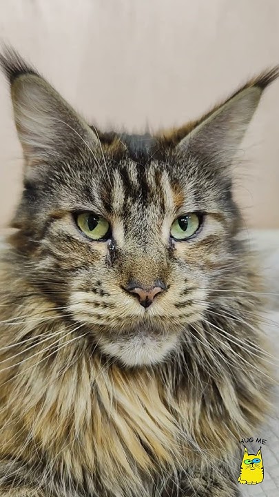Maine Coon Cat Tortoise Colour 2 Youtube