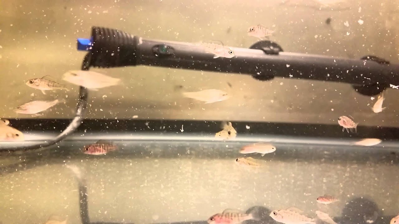 Ureaka Red and Red Cap Lethrinops.. Calico Convict - YouTube