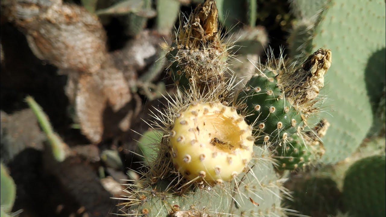tasting Opuntia leucotricha (Semaphore Cactus, arborescent prickly pear ...