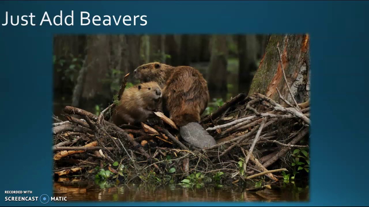 Just Add Beavers - YouTube