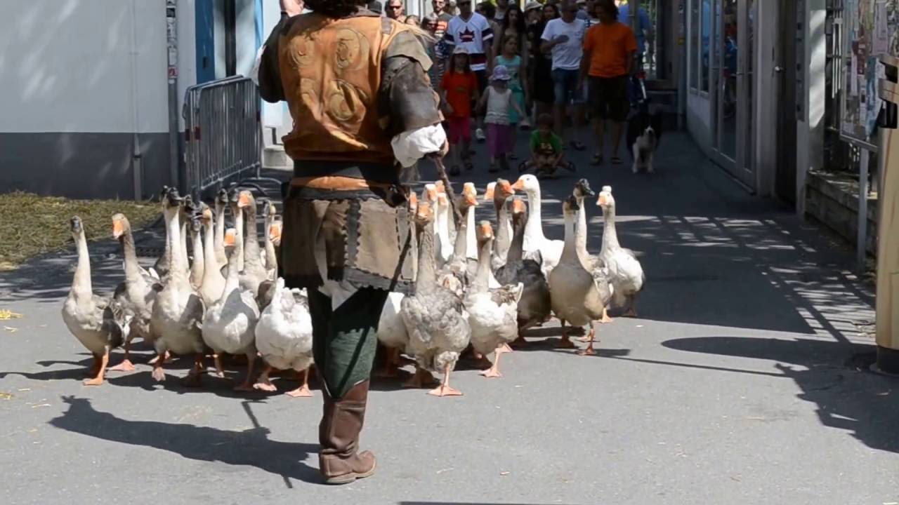 Herding the geese through Medieval Festival in Thun, Switzerland 2014 ...