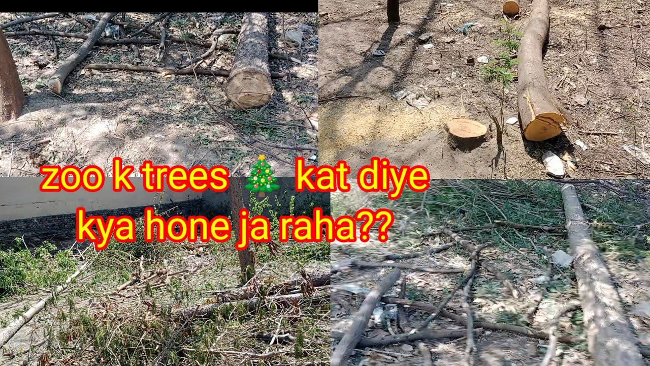 kya hone ja rha zoo Mai se 🌲🌴 tree's kat diye?? - YouTube