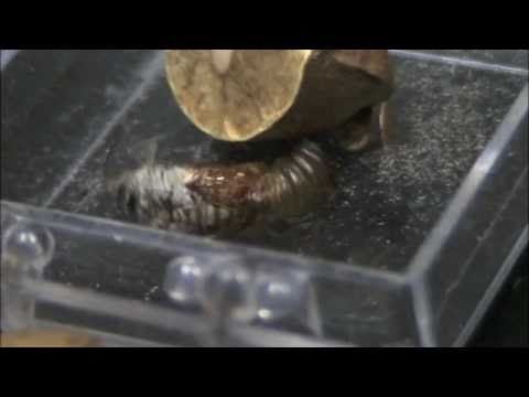MEXICAN JUMPING BEAN - YouTube