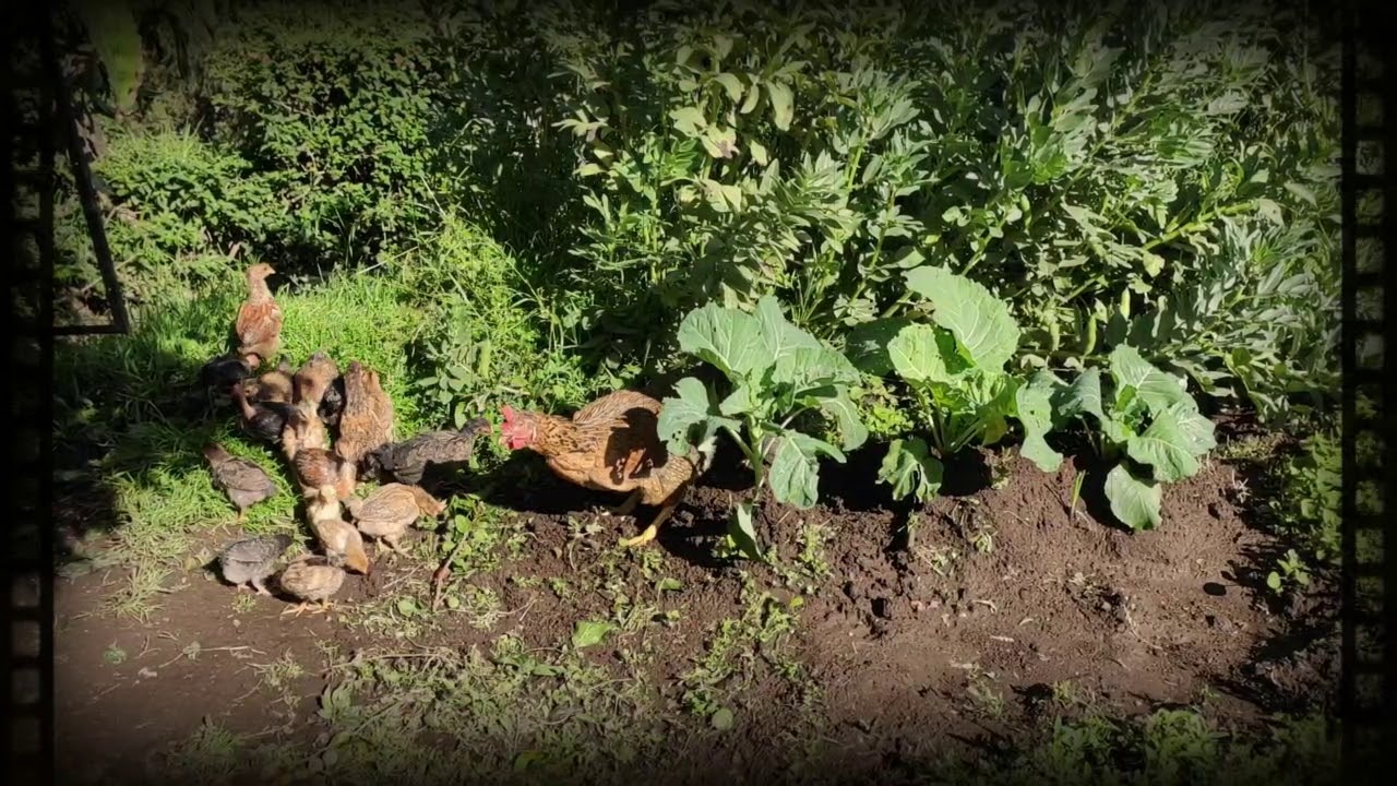 La gallina cubana - Capítulo I - YouTube