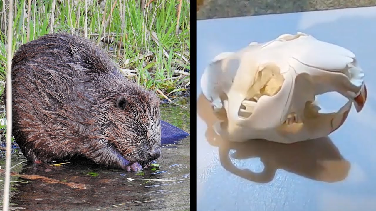 How to Clean a Beaver Skull for Display / Selling - YouTube