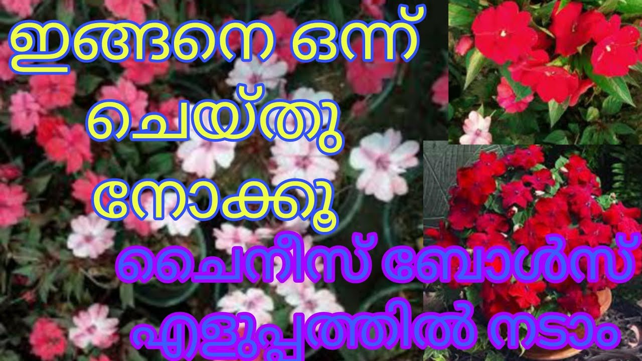 How to plant Chinese Balsam || bolsum plant care malayalam ...