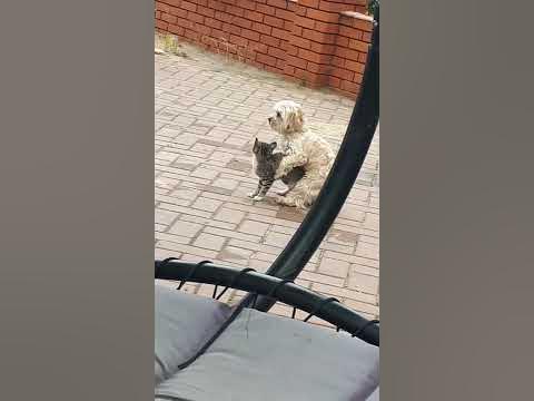 Реальный секс кота и пса - YouTube
