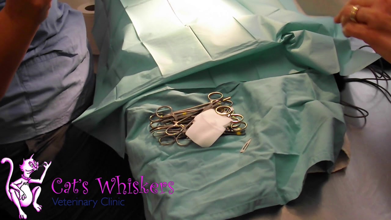 Cats Whiskers Veterinary Clinic - Female Neutering Procedure - YouTube