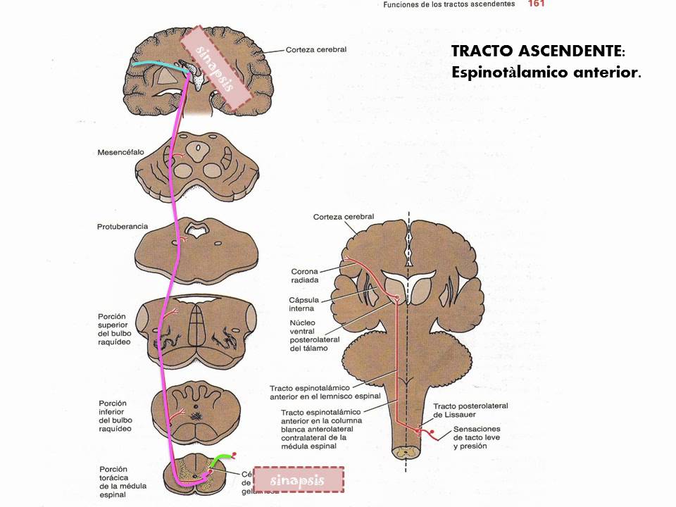 TRACTOS DESCENDENTES - YouTube