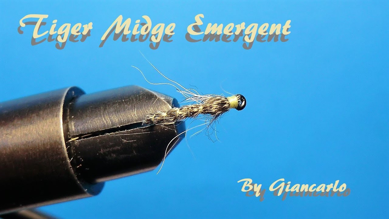 TIGER MIDGE EMERGING By Giancarlo - YouTube