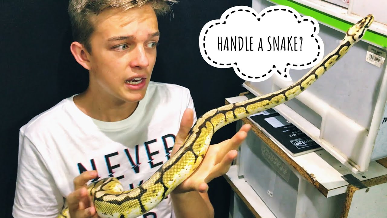 How Not to Handle a Snake!! MUST Watch - YouTube