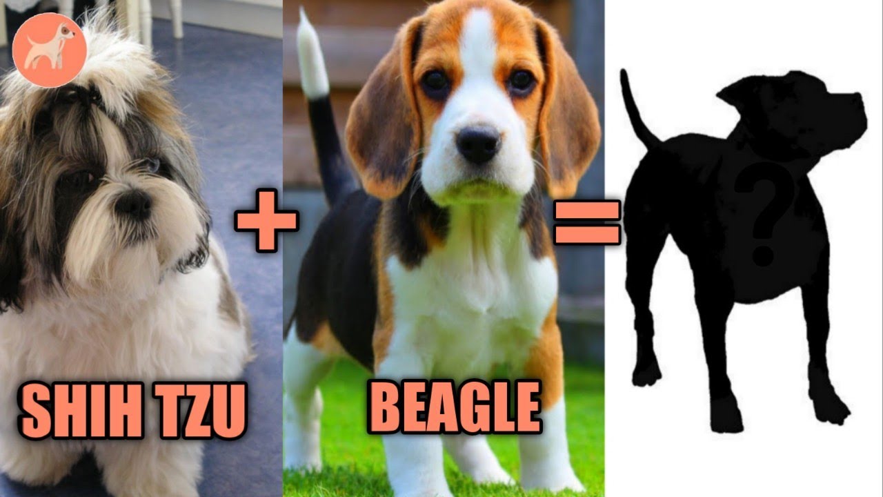 Shih Tzu Beagle Mix
