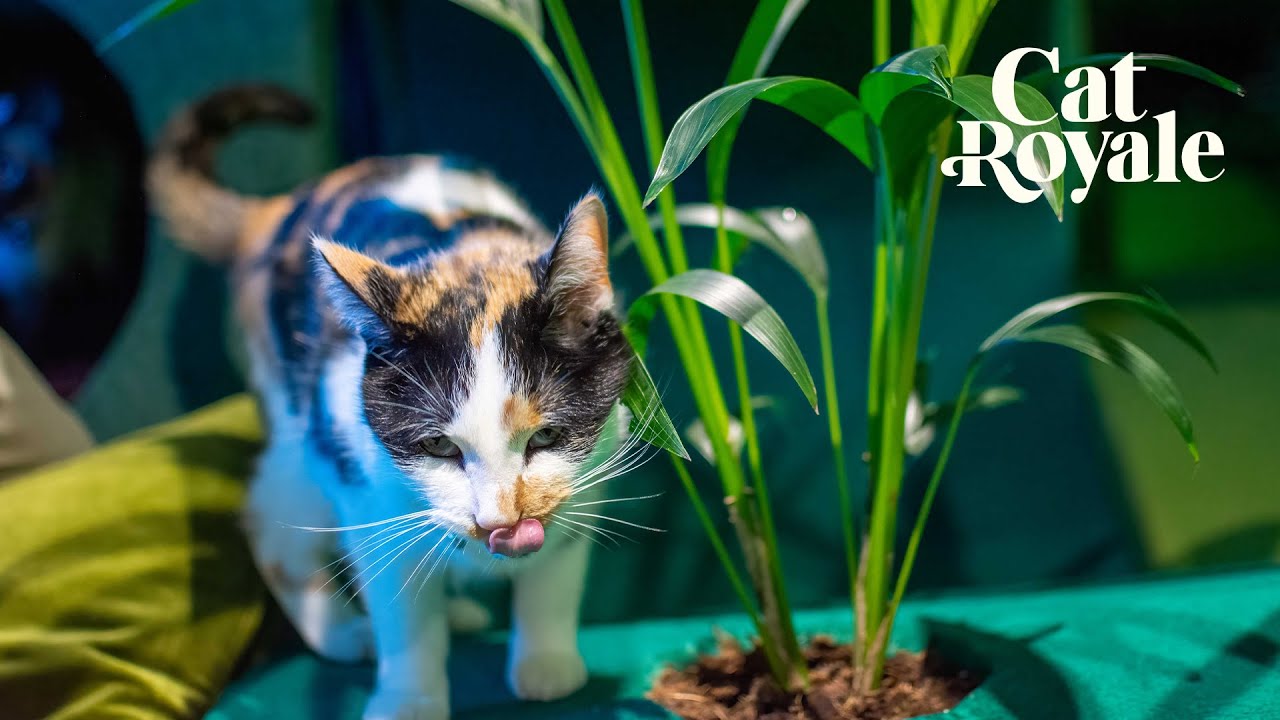 Cat Royale: Day Ten - YouTube