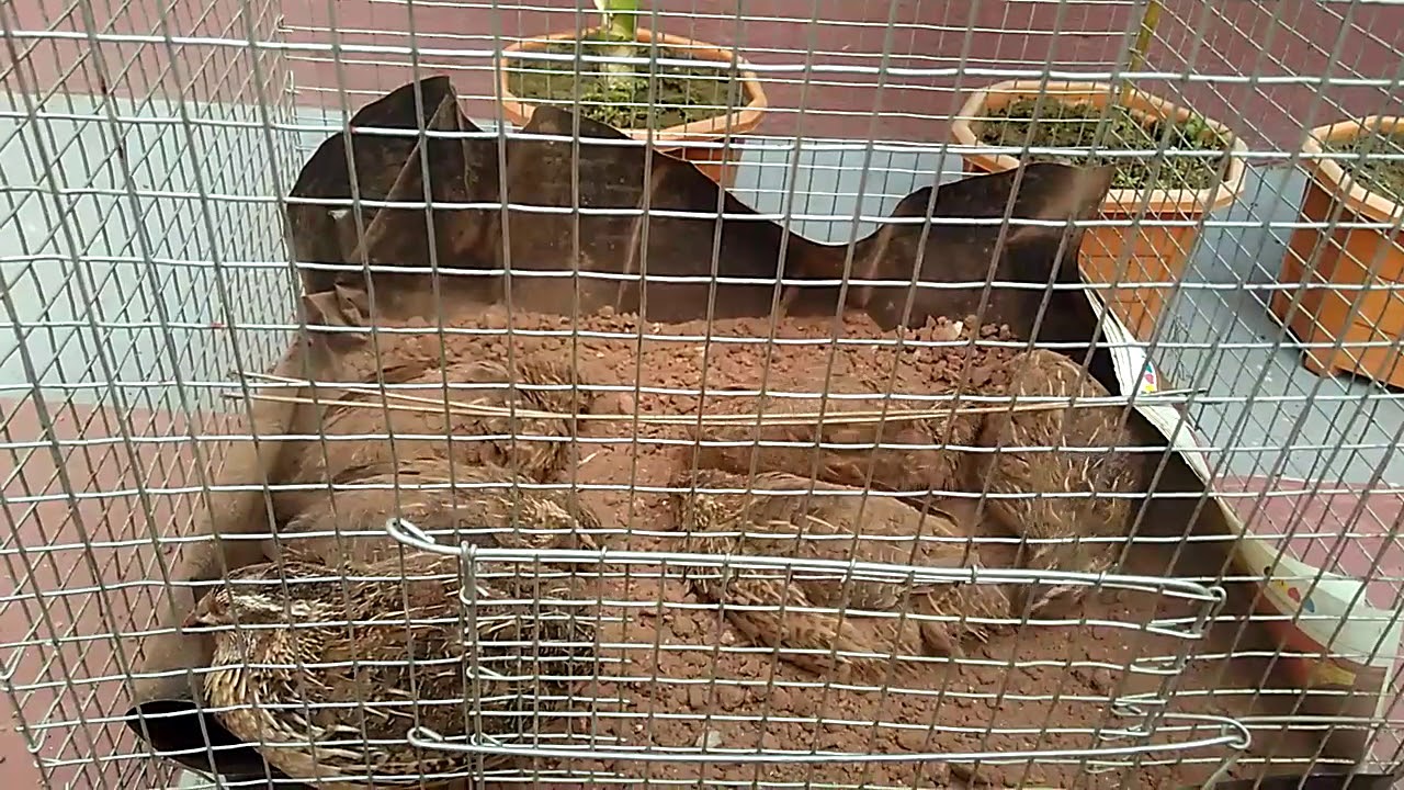 Quail Bird (Bater) Home - YouTube