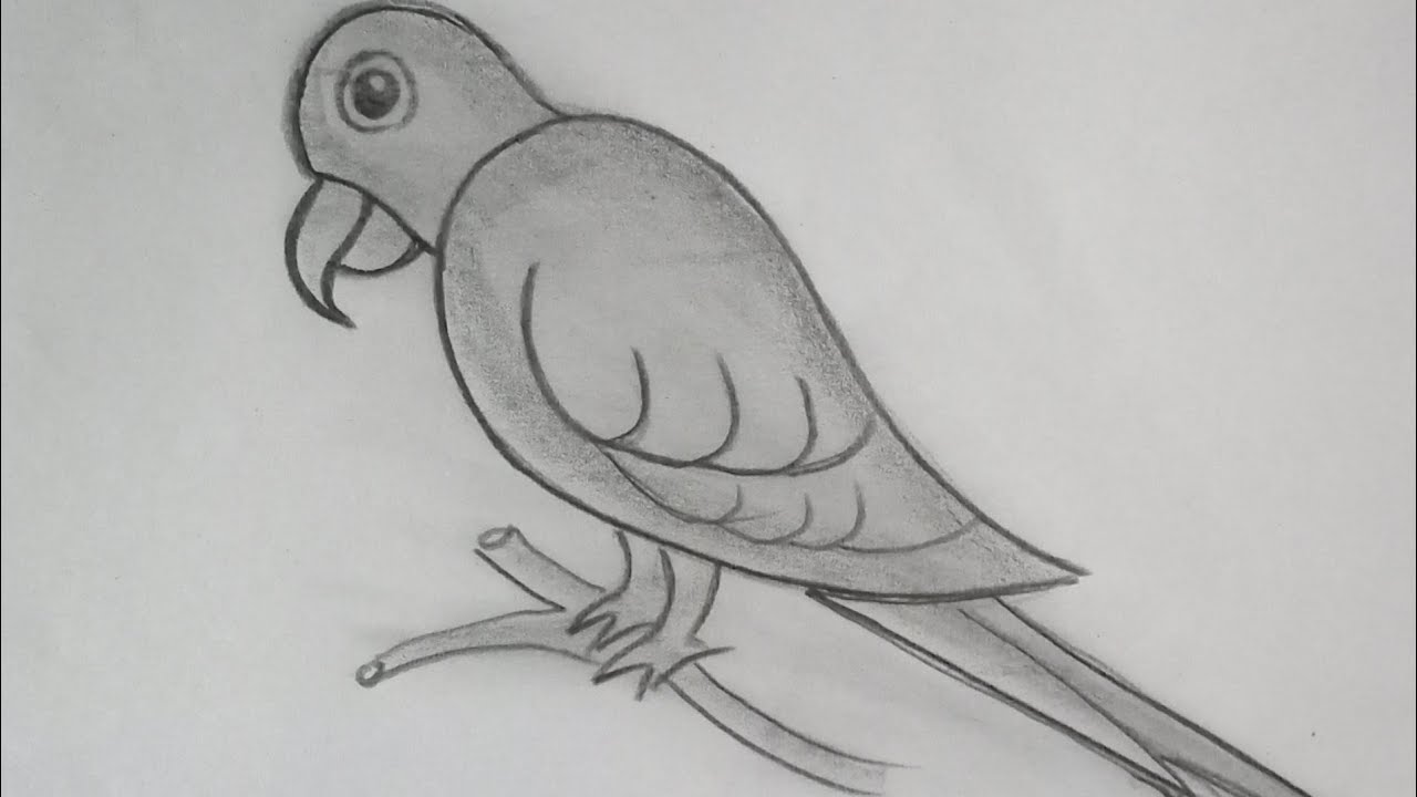 How to draw parrot /parrot drowing with pencil #aatreescienceart # ...