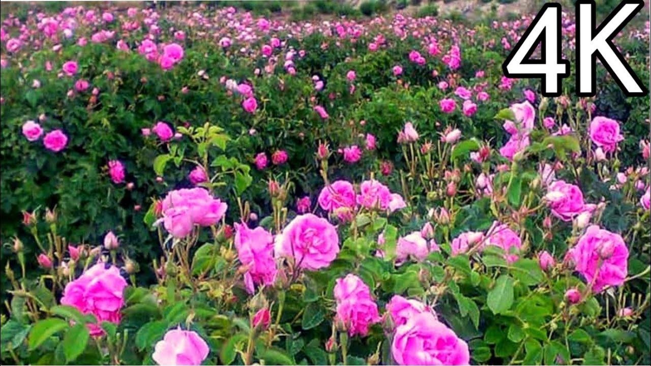 Rose Time Lapse: Time lapse video 4k - YouTube