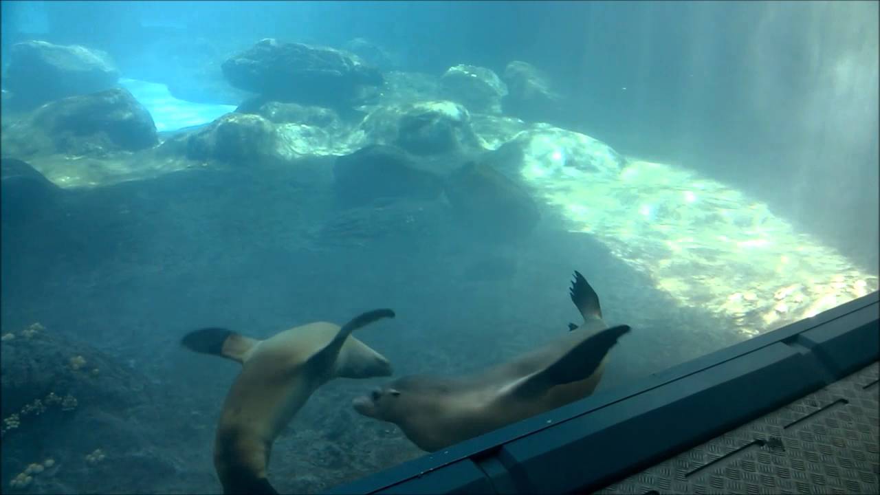Two sea lions dancing underwater, at Taronga Zoo, Sydney, NSW ...