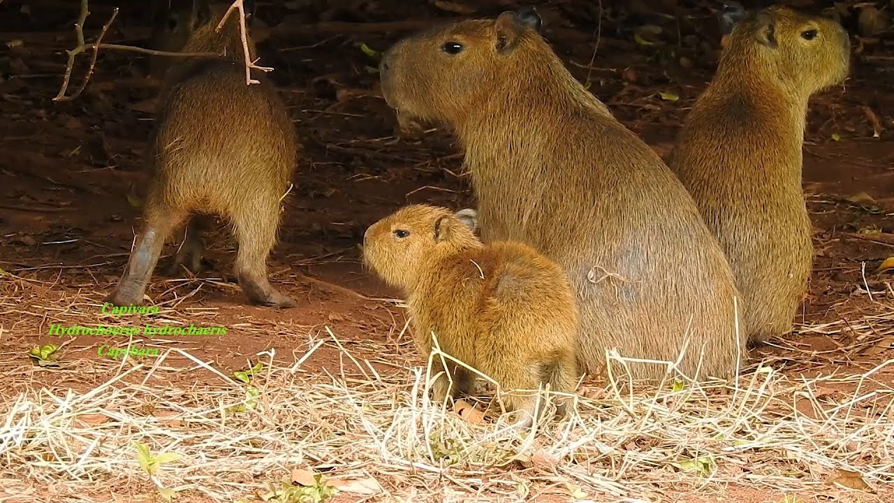 CAPIVARA filhotes (HYDROCHOERUS HYDROCHAERIS), CAPYBARA, PANTANEIROS ...