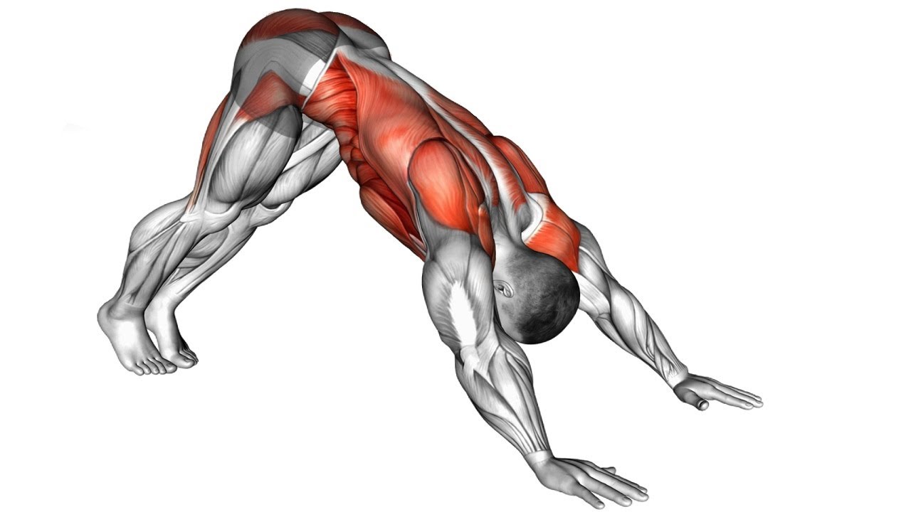 Exercises to Correct Posture: Strengthen Your Back and Align Your Spine ...