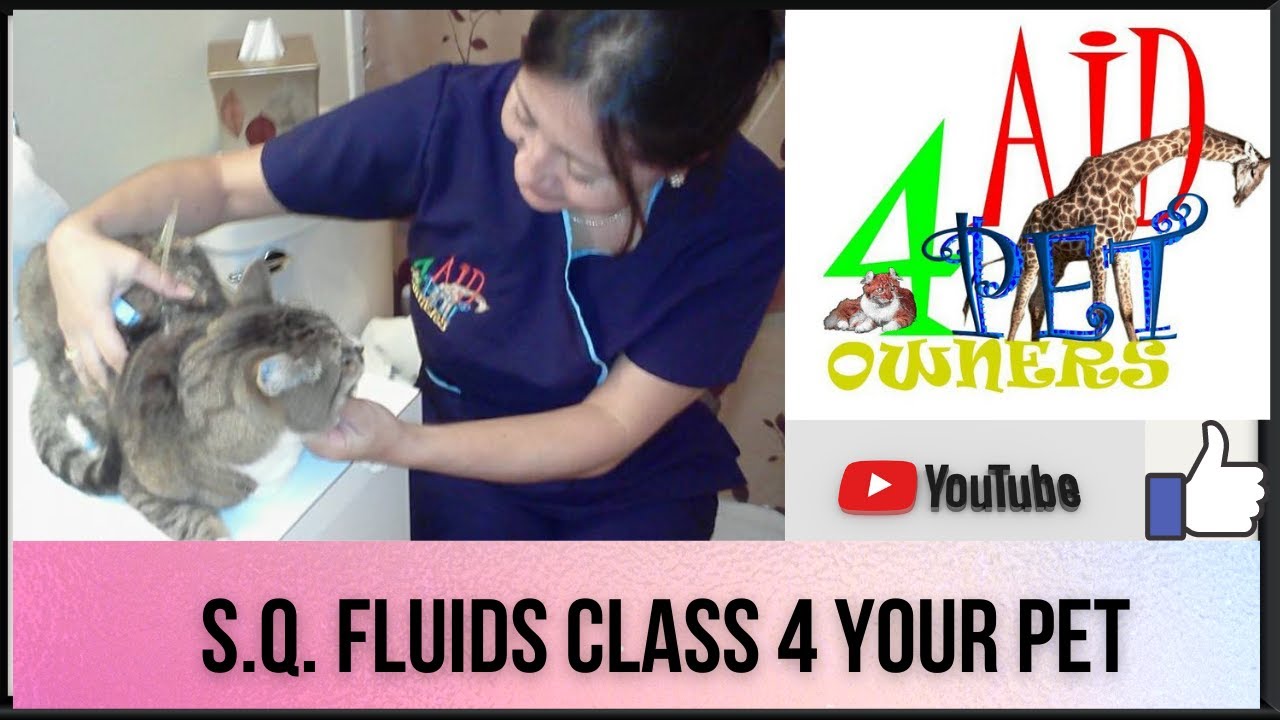 How to give SQ Fluids to a Cat or Dog 1 Part - YouTube