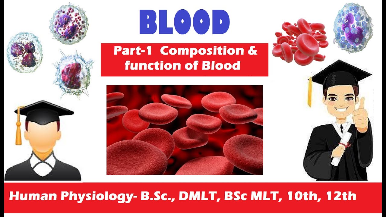 Human Blood | RBC | WBC | Platelets (composition and function) - YouTube