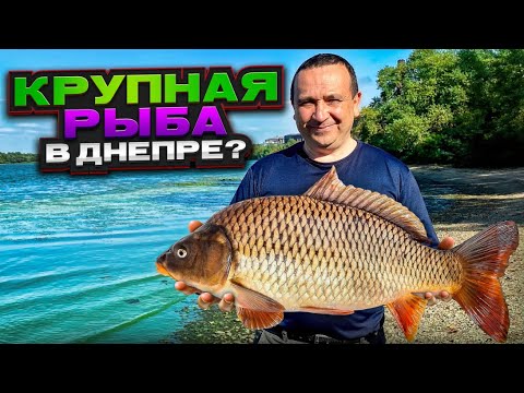 КРУПНАЯ РЫБА в ДНЕПРЕ ЕСТЬ? - YouTube