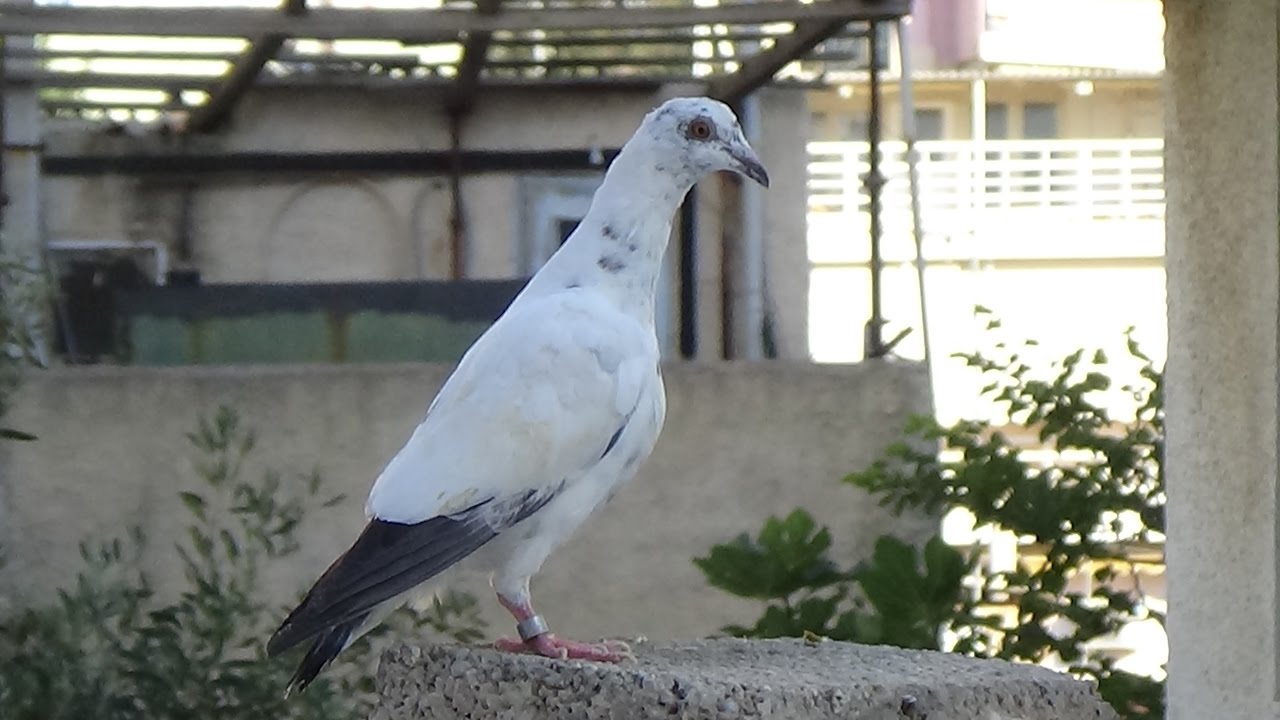 ΠΕΡ!ΙΣΤΕΡΙΑ ΤΑΧΥΔΡΟΜΟΙ ΣΤΟ ΠΕΡΑΜΑ!ΤΑΧΥΔΡΟΜΙΚΗ ΠΡΟΠΟΝΗΤΙΚΗ 22 7 2016 ...